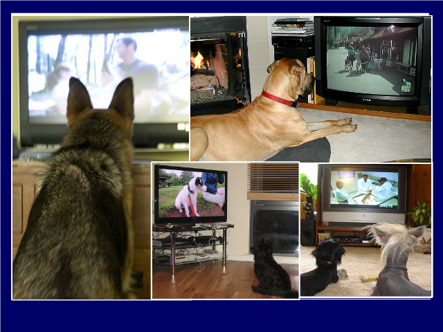 ¿Ve mi perro la televisión? | El blog de los clientes JG