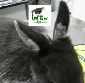 Sarna en conejos. | El blog de los clientes JG