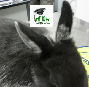 Sarna en conejos. | El blog de los clientes JG