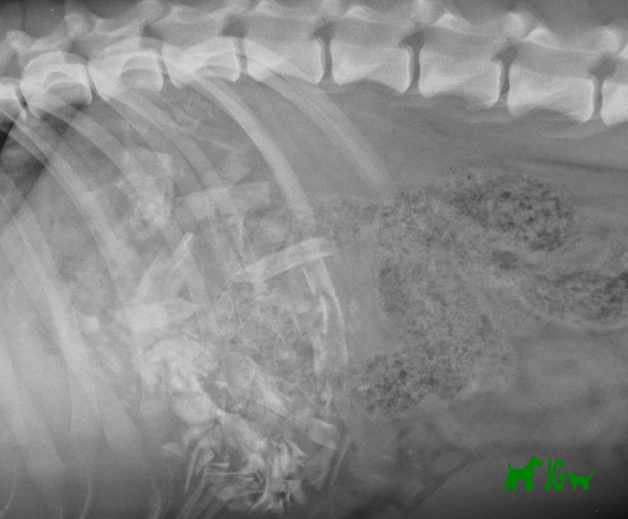 Cómo saber los hábitos del propietario de un perro, a la vista de su ...